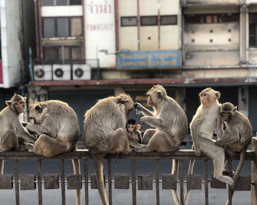 10 photos that prove animals are reclaiming cities in lockdown