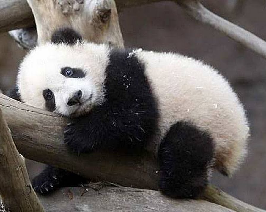 Baby Panda Plays in Snow | IMAGE.ie